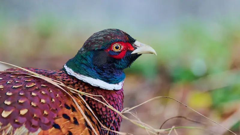 Home | West River Pheasant Hunting Preserve