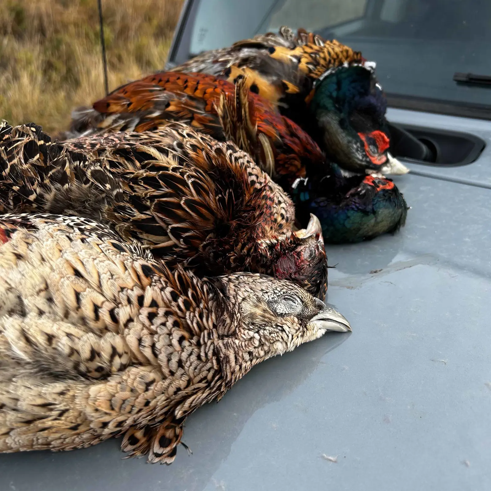 Home | West River Pheasant Hunting Preserve