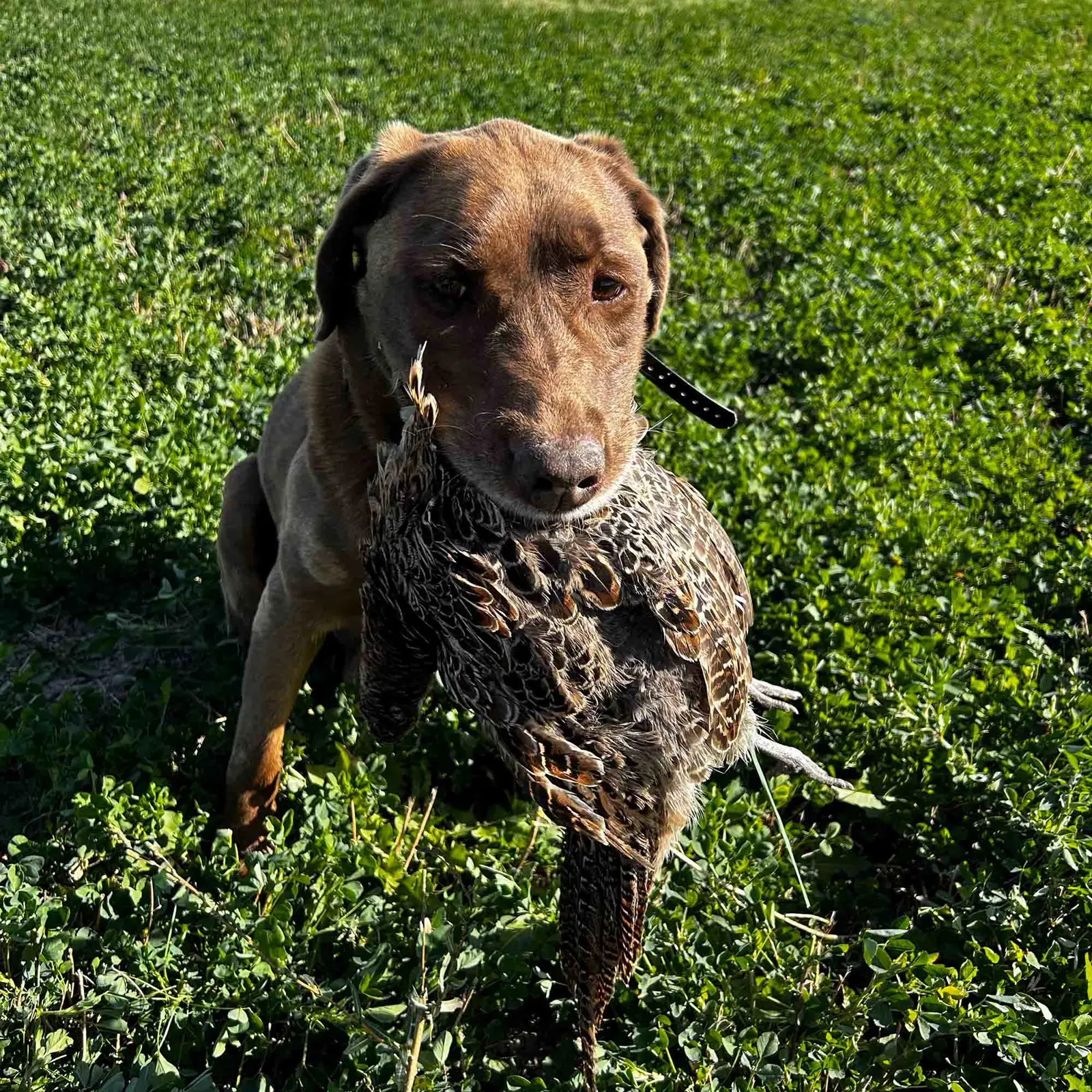 Home | West River Pheasant Hunting Preserve